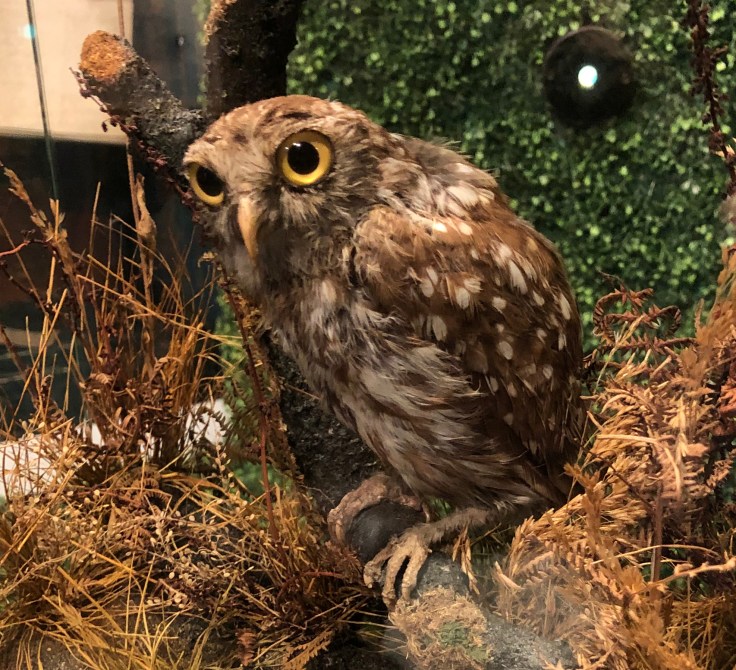 The Life and Death of Athena the Owl! – Cultureseekers Blog